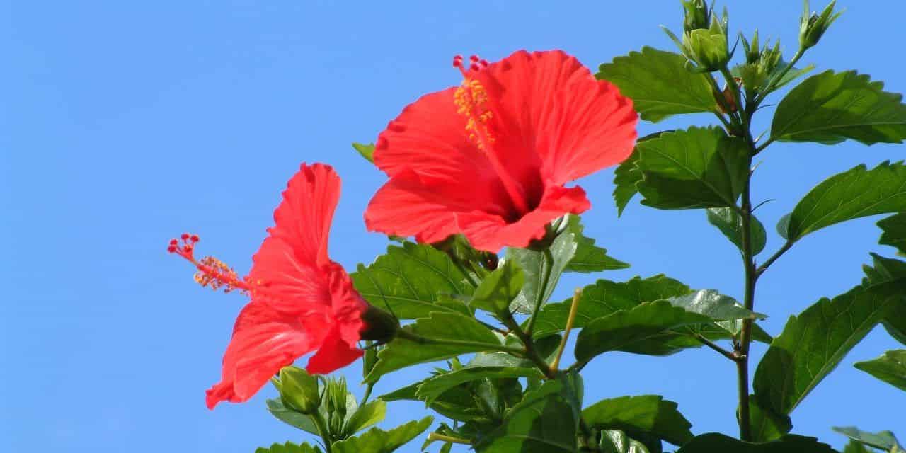 Students Learn “Aloha” is a Concept and Movement – Chaminade University ...