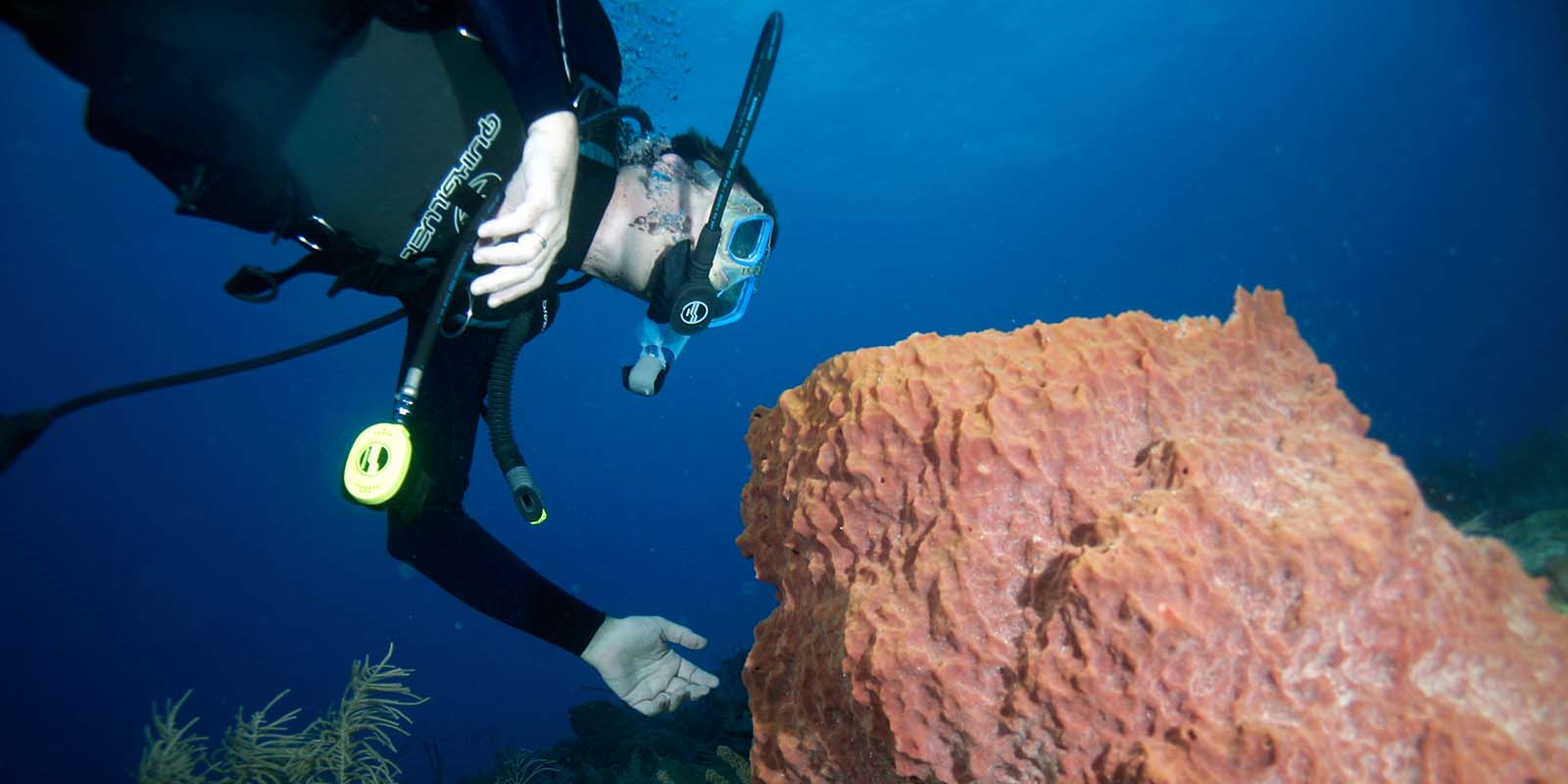 Ocean Science – Chaminade University of Honolulu